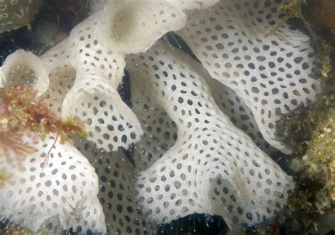 Photos Of Lace Corals And Moss Animals Phylum Bryozoa