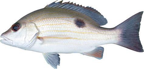 Snapper Moses Nt Gov Au