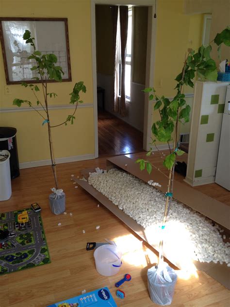 Planting Elm Trees Frugal Living