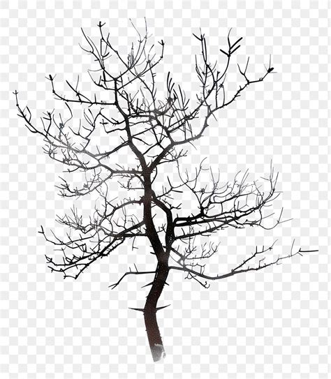 PNG Tree Illustrated Drawing Sketch Free PNG Rawpixel