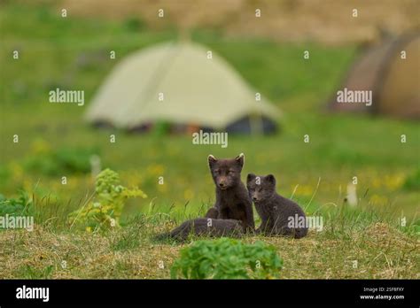 Blue Morph Arctic Fox Vulpes Lagopus In Summer Coat Hornvik Iceland