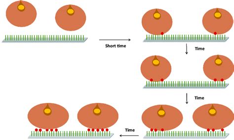 Effect Of Enzyme Support Reaction Time In The Multipoint Covalent