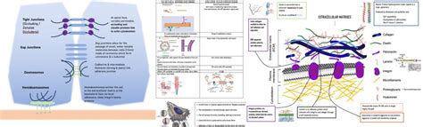 Cell Movement Extracellular Matrix And Junctions Diagram Quizlet