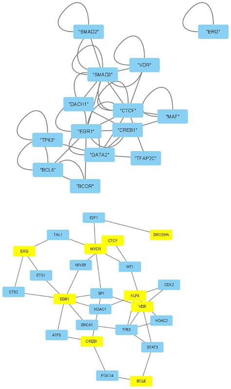 Regulatory Network Between Tfs In Neutrophils Under The Max