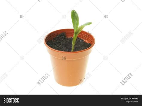 Seedling Pot Image Photo Free Trial Bigstock