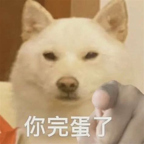 狗狗指人 你完蛋了表情包图片gif动图 求表情网 斗图从此不求人