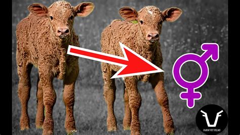 Hermaphrodite Calf At Constance Woodford Blog