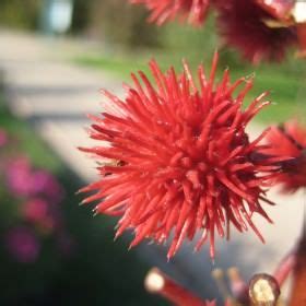 Дурнишник обыкновенный : лекарственное растение, применение, отзывы ...