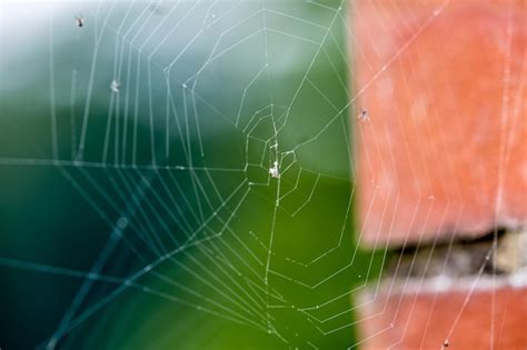 Premium Photo Spider Web