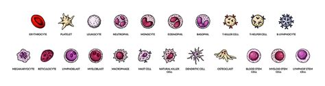 다른 유형의 혈액 세포라고 명명되었습니다 교육 수업 생물학 수업을 위한 미생물학 포스터 스케치 스타일의 과학적 벡터 그림 비만세포에 대한 스톡 벡터 아트 및 기타 이미지