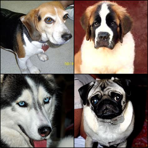 【必看】diffusion Transformer与rectified Flow Transformer：图像生成新突破，你了解多少？ Fluxai中文 Flux 1 By Black