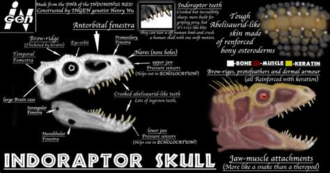 Jpquestions Anatomy Edition Indoraptor Skull By Taliesaurus On Deviantart