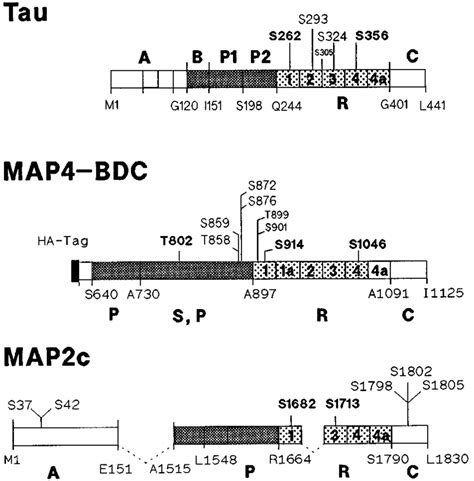 Bar Diagram Of Microtubule Associated Proteins Tau Human Tau40 Download Scientific Diagram
