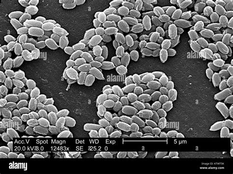 Bacillus Subtilis Spores