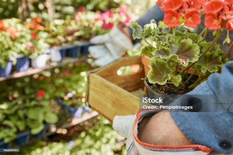 손 식물 및 꽃과 정원 센터 또는 보육원에서 일하는 정원사와 함께 위에서 꽃집 근접 촬영 상자 화분에 심은 식물 중소 기업에서 일하는 식물학 직원과 함께 봄 여름에 대한