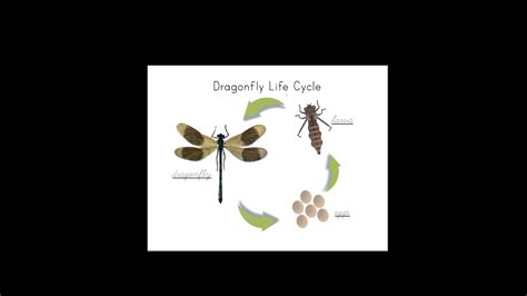 Dragonfly Life Cycle