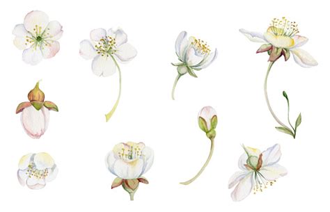 줄기에 이른 봄 꽃 흰 벚꽃 사과 꽃 봉오리 수채화 손으로 그린 숲 말미잘 앵초 데이지 단일 개체 집합 격리 된 그림입니다 결혼식 꽃집 스크랩북 결혼식에 대한 스톡 벡터