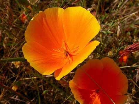 10 000 Free California Poppies And Poppy Images Pixabay