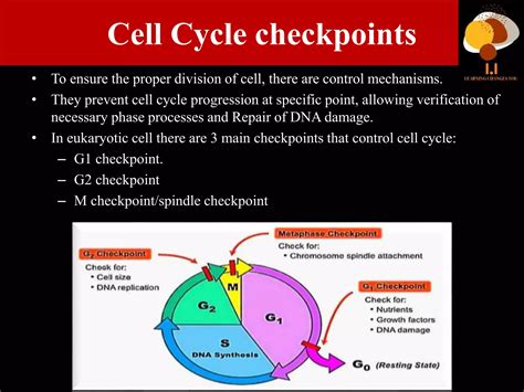 Cell Cycle Checkpoints Pptx