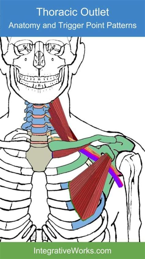 Pain Along The Collar Bone And Arm Integrative Works Trigger Points Neck And Shoulder Pain