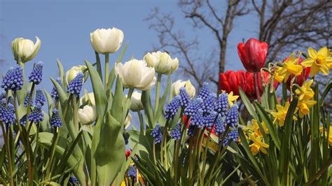 How To Plant Fall Bulbs For A Beautiful Spring Garden The Old Farmer