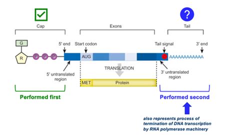 L28 Eukaryotic Pre Mrna Processing Splicing Of Pre Mrna Flashcards Quizlet