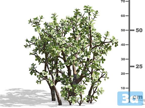 3d Tree Sketchup Model High Quality Tree Model