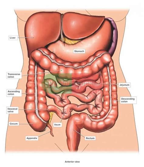 Appendix Diagram