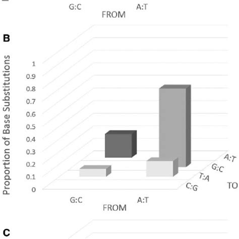 Mutation Spectrum Of Base Substitutions In The Mitochondrial Genome