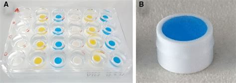 A The Setup For The Nanoparticle Release Experiments Where The White Download Scientific