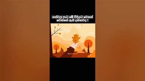 ගස් වල පාට මේ විදියට වෙනස් වෙන්නේ ඇයි කියලා දන්නවද Ceyknowledge Sinhalatiktok Sinhalafacts