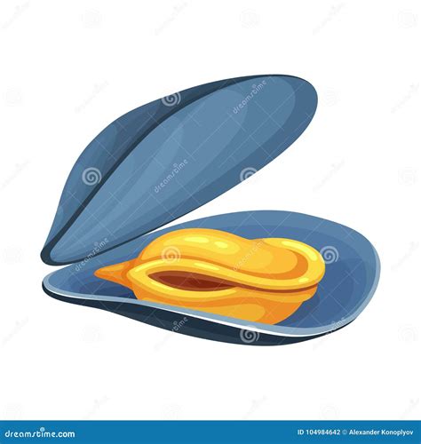Bivalve Mollusk Stock Vector Illustration Of Marine 104984642