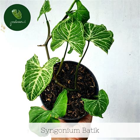 Syngonium Batik Jardinier Indonesia