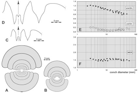 Cross Sections A B X 1 5 Suture Line C D X 2 5 And Conch Download Scientific Diagram
