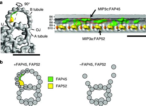 A Schematic Model Of Mip3 A Isosurface Rendering Of The Wild Type Download Scientific Diagram