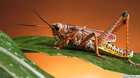 Grasshopper Wallpapers Top Free Grasshopper Backgrounds Wallpaperaccess Grasshopper Wallpapers Top Free Grasshopper Backgrounds Wallpaperaccess
