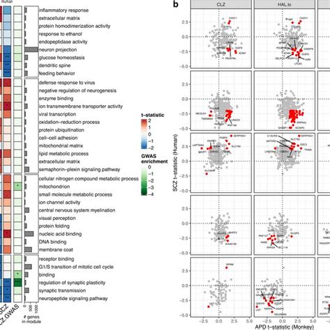 Consensus Wgcna Between Human And Macaque Dlpfc Transcriptome Data A Download Scientific