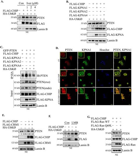Pten Staining Agilent Technologies Bioz