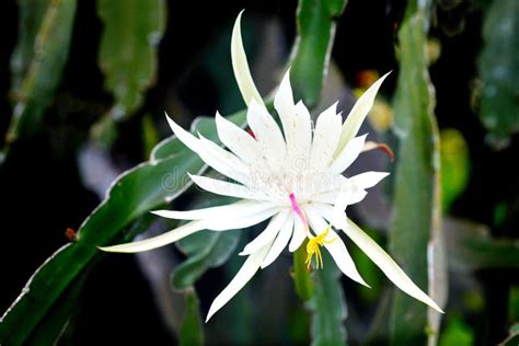 Flor Nocturno De La Flor De La Fruta Del Dragón De Pitahaya Foto De