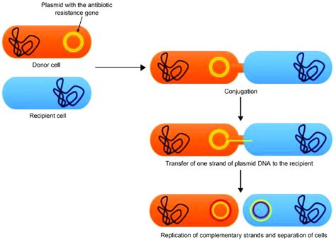 Resistance Arising As A Result Of Spontaneous Mutation In Chromosomal