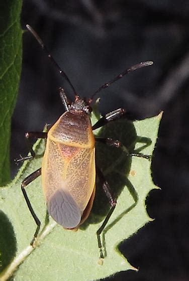 True Bug Largus Cinctus Bugguidenet
