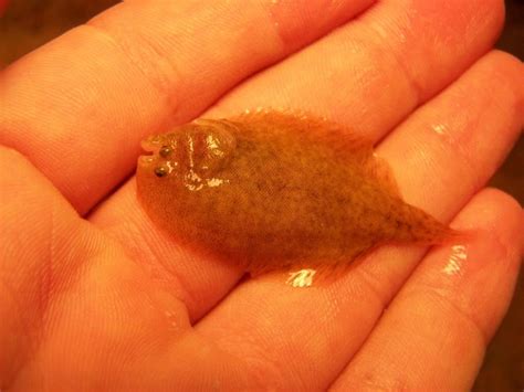 Freshwater Oddball Fish