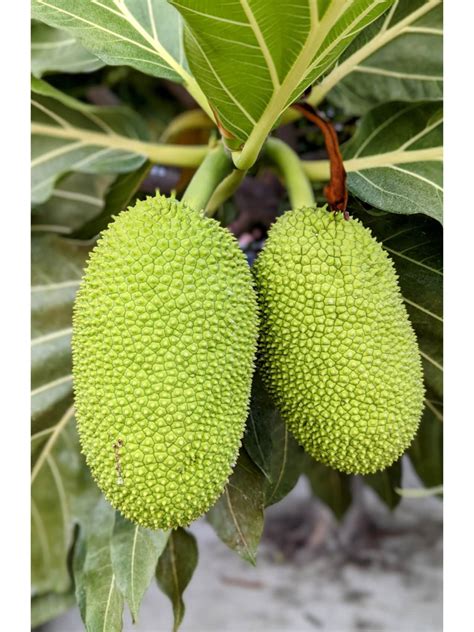 Jack Fruit Grace Of God