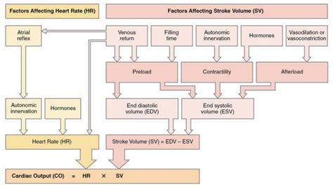 Stroke Volume And Cardiac Output