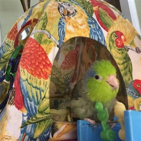 Laura Clifford Youtube