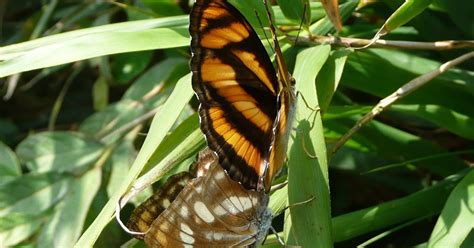 Webs Of Significance Romance And Sex Hong Kong Cinema Style
