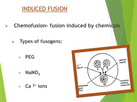 Protoplast Isolation And Fusion For Crop Improvement Ppt