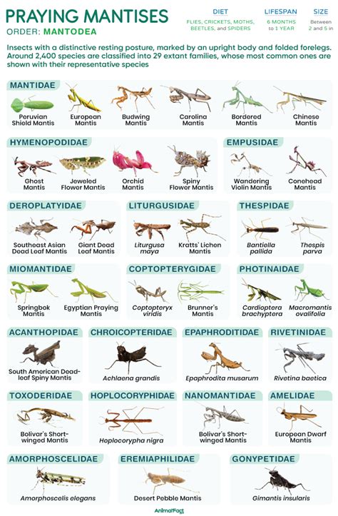 Praying Mantis List