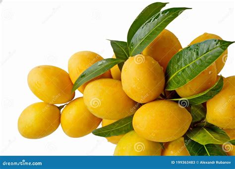 Bouea Macrophylla Commonly Known As Gandaria Or Plum Mango Or Mariana Plum Stock Image Image
