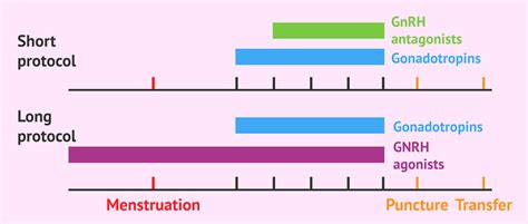 Long And Short Ovarian Stimulation Protocols